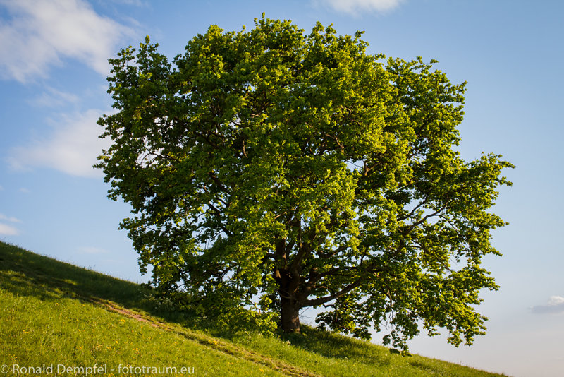 Sommereiche.jpg - Ronald Dempfel